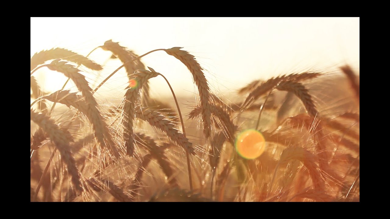 Golden Wheat Blowing in the Wind - Royalty Free HD Video Stock Footage ...
