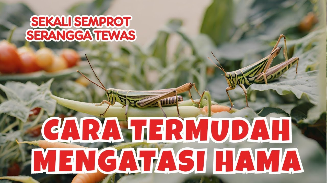 Cara Membuat Insektisida Nabati dari Daun Mimba & Bintaro - YouTube