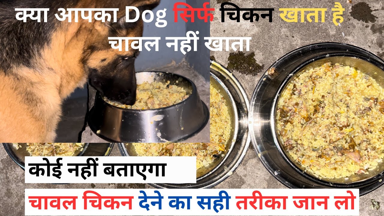 Chicken rice for dogs || chicken chawal for dogs || chicken rice recipe ...