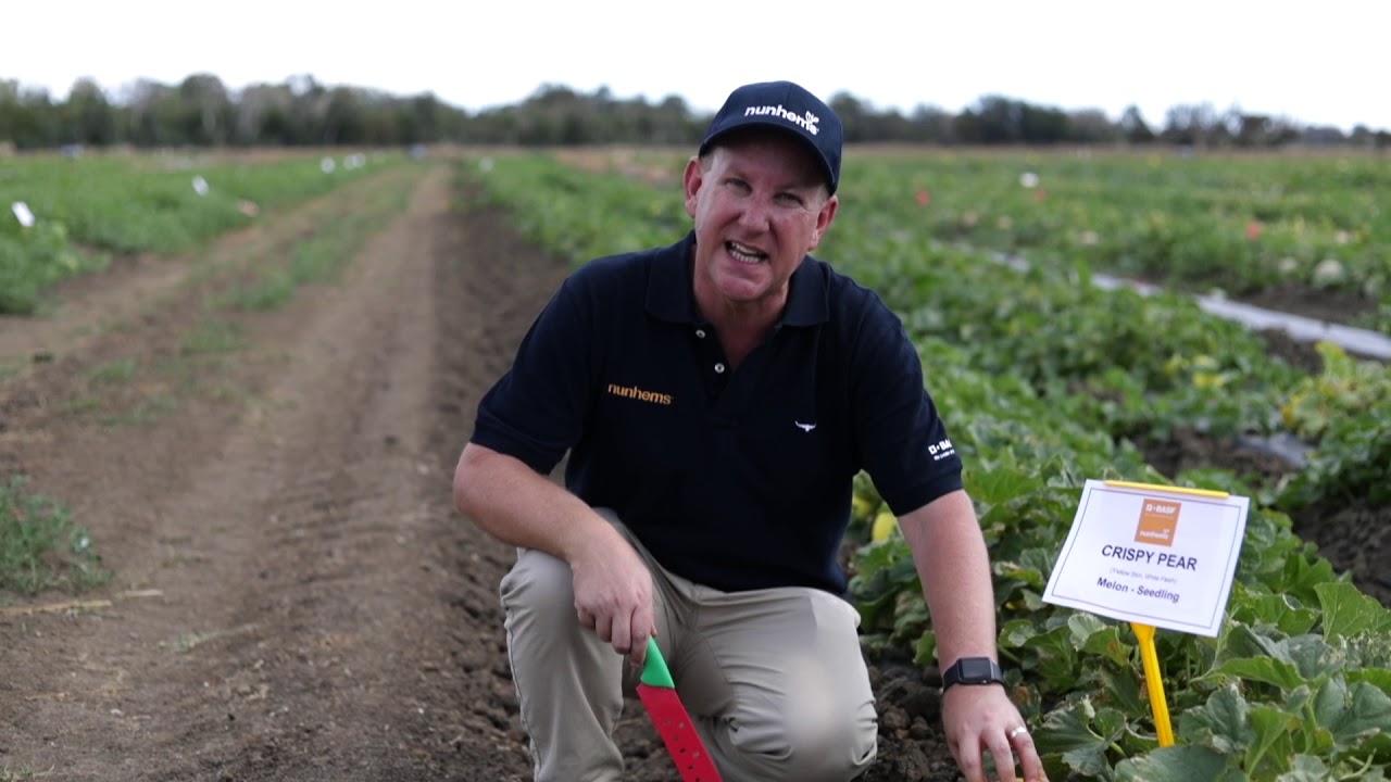 BASF Vegetable Seeds melons at the 2020 Australian Melon Conference ...