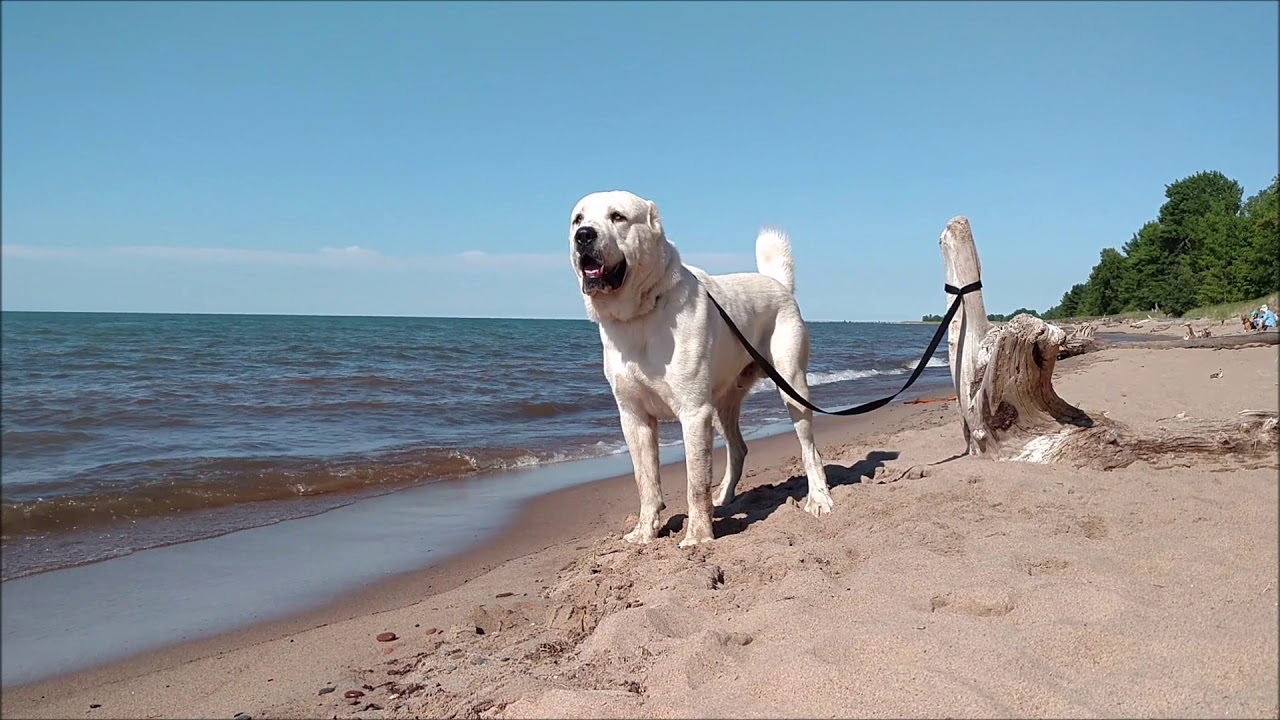 central asian shepherd alabai is fast powerful dog - YouTube