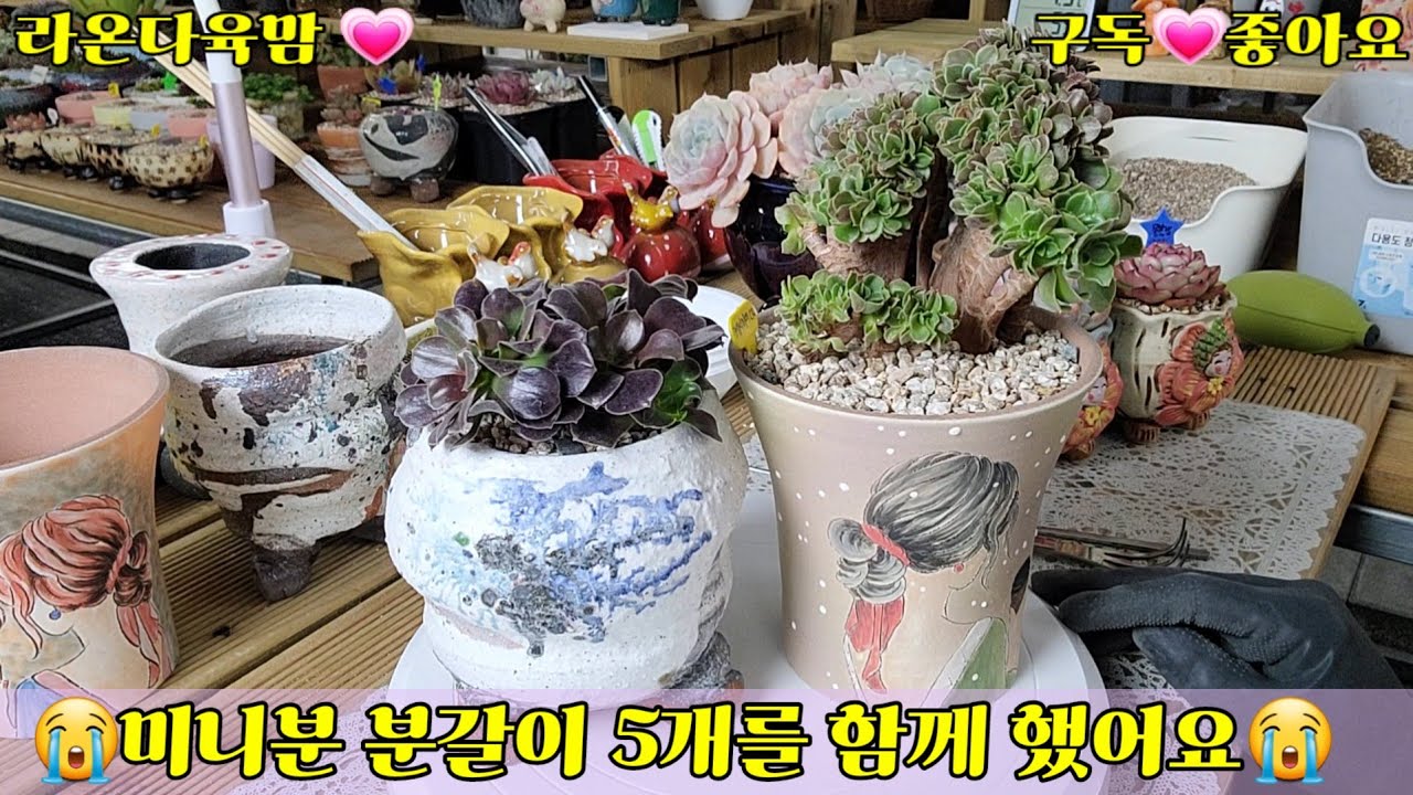 다육널스님 나눔은 사랑입니다🥰🥰 에오니움속 아가들 흑법사 케시미어철화 분갈이🥰🥰 대전오복다육 부여분 환희다육 더블루화분 🥰