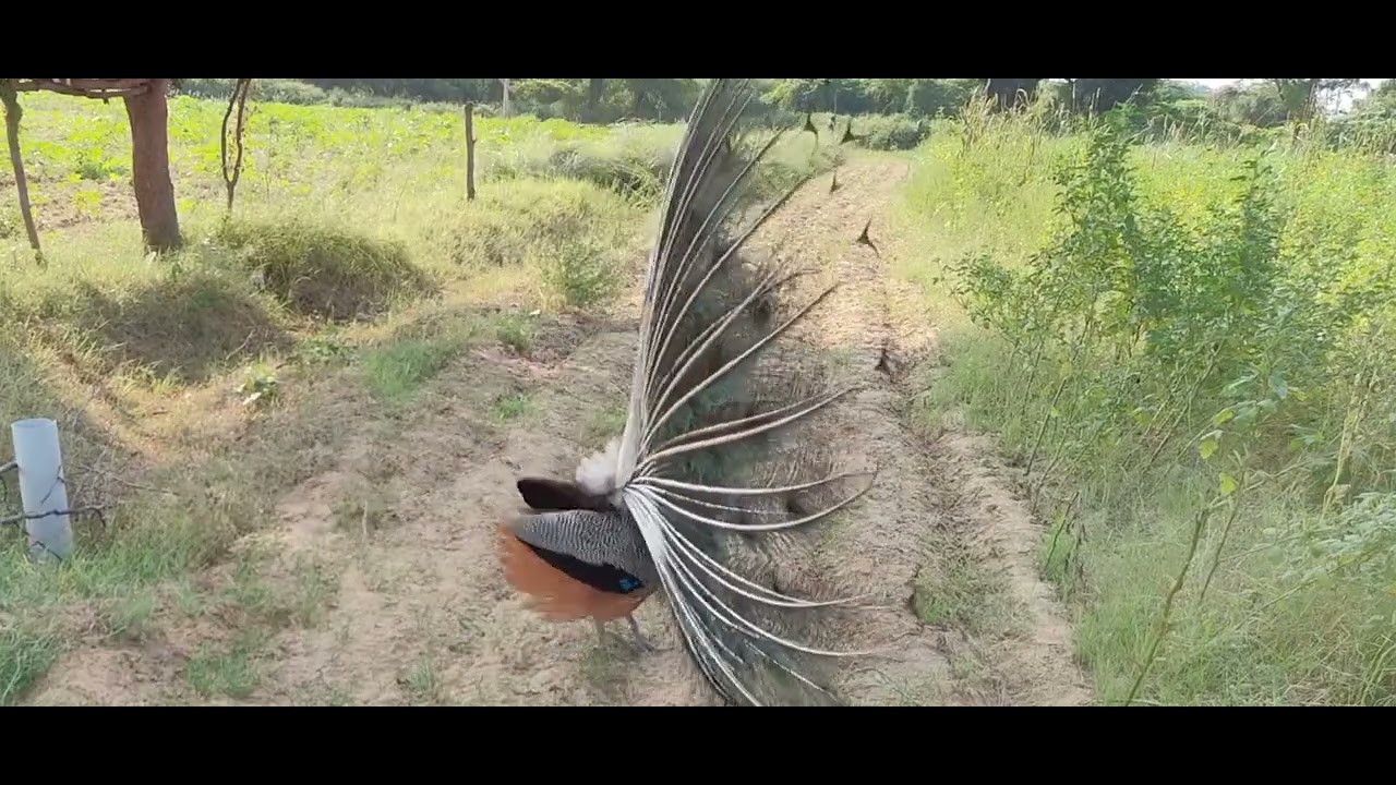 rastiy pakshi peacock 🦚 HD video #deshi - YouTube