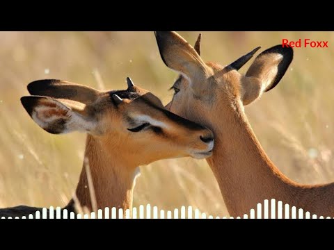 antelope sound|animal sounds|#animalsounds|antelope ringtone|animal ...