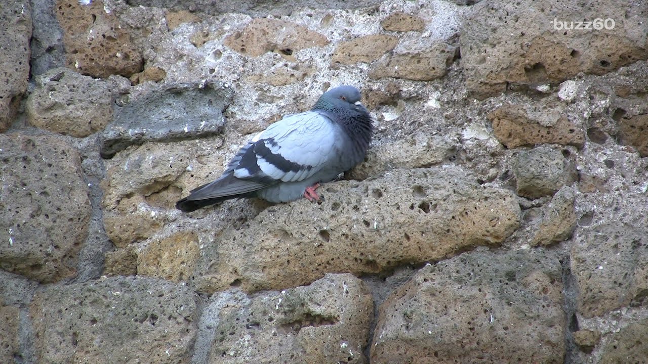 Scientists teach pigeons to detect cancer - YouTube
