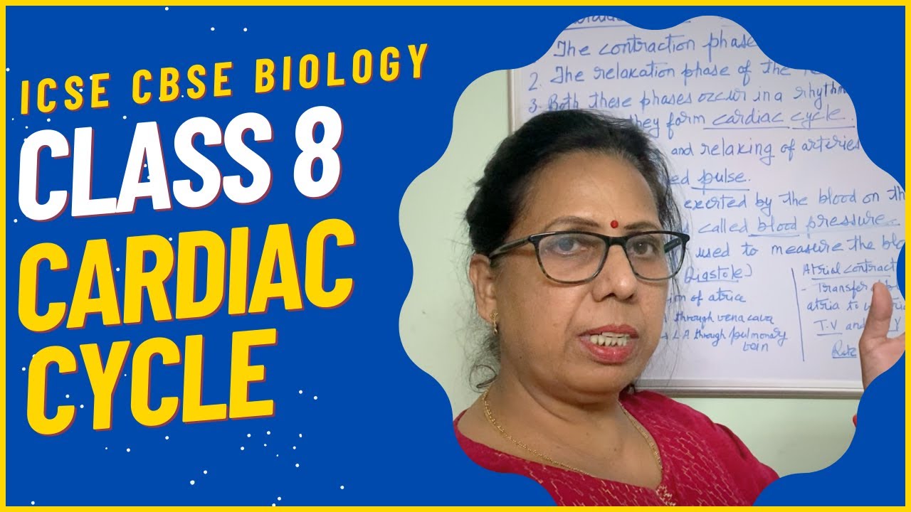 Cardiac Cycle - CIRCULATORY SYSTEM || Class 8 || ICSE || Chapter 1 ...
