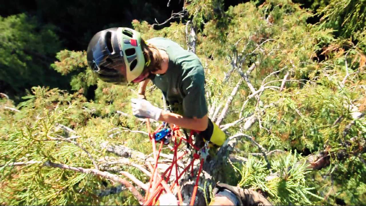 Climbing Redwood Trees in California - YouTube