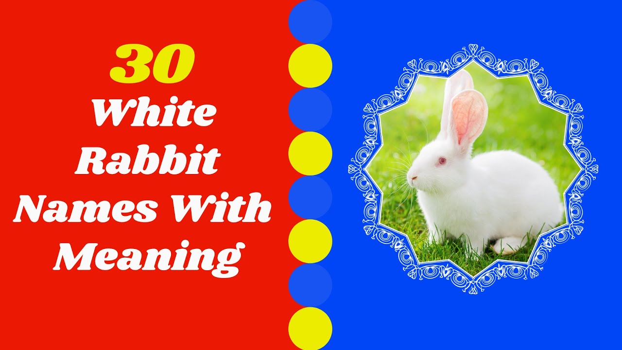 Top 30 Best White Male And Female Rabbit Names With Meaning 2021 ! Pet ...