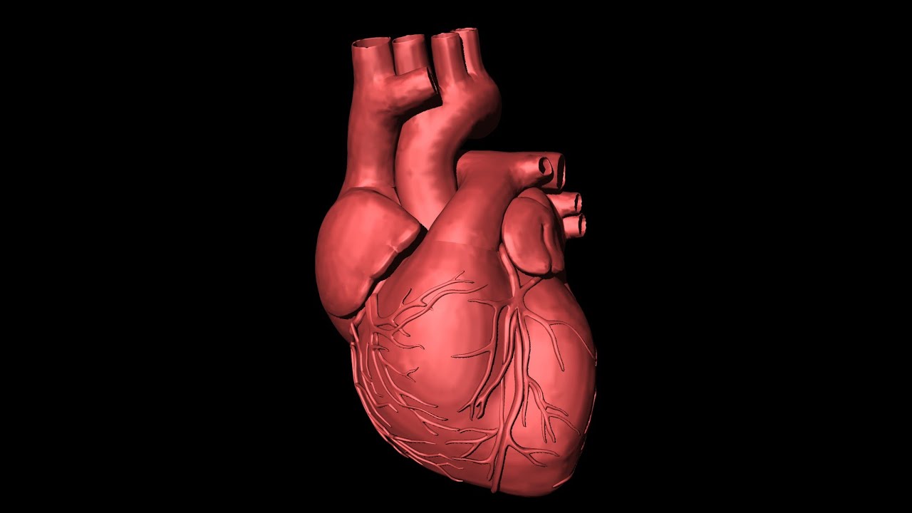 Human Heart 3D Animation - YouTube