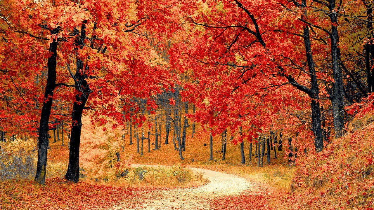 Autumn Chill: Relaxing Music for Mindfulness 🍂 - YouTube