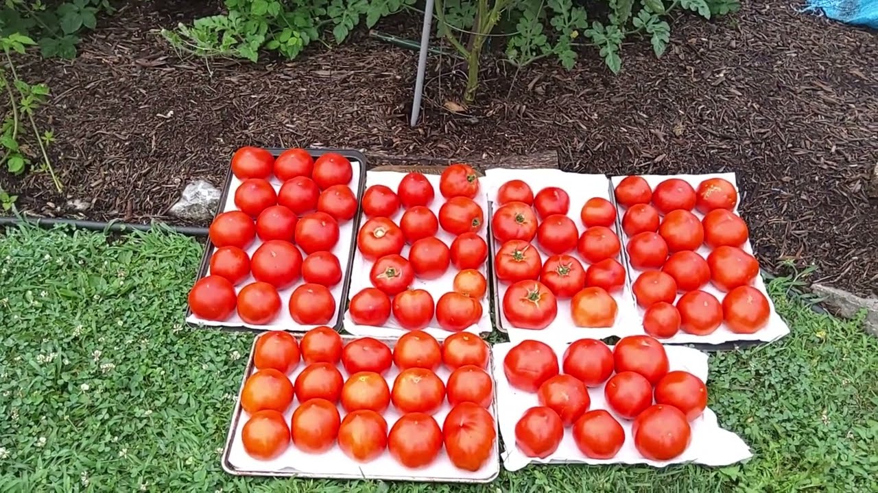 Third Hossinator Tomato Harvest 7/31/24 - YouTube