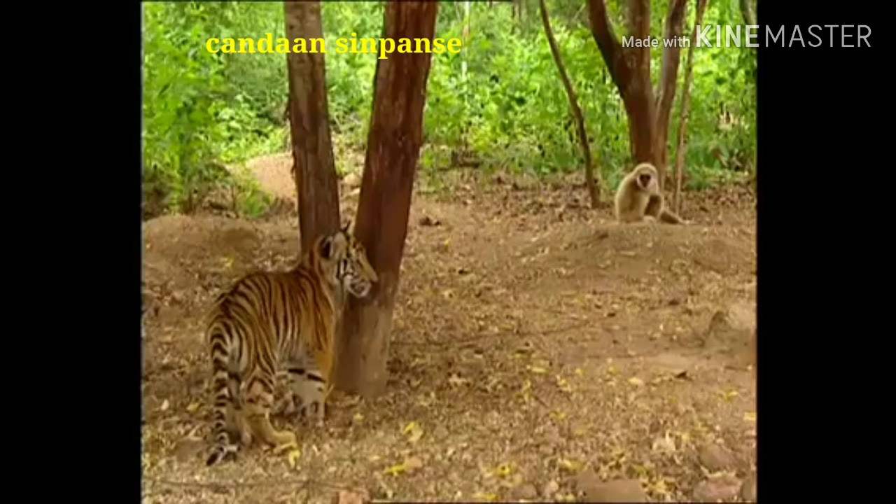 Sinpanse & Kucing Raksasa - YouTube