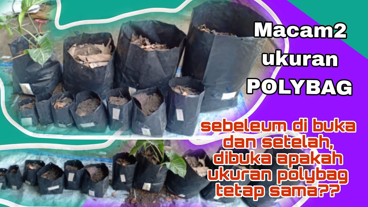 Macam macam ukuran polybag dan contoh penggunaannya - YouTube