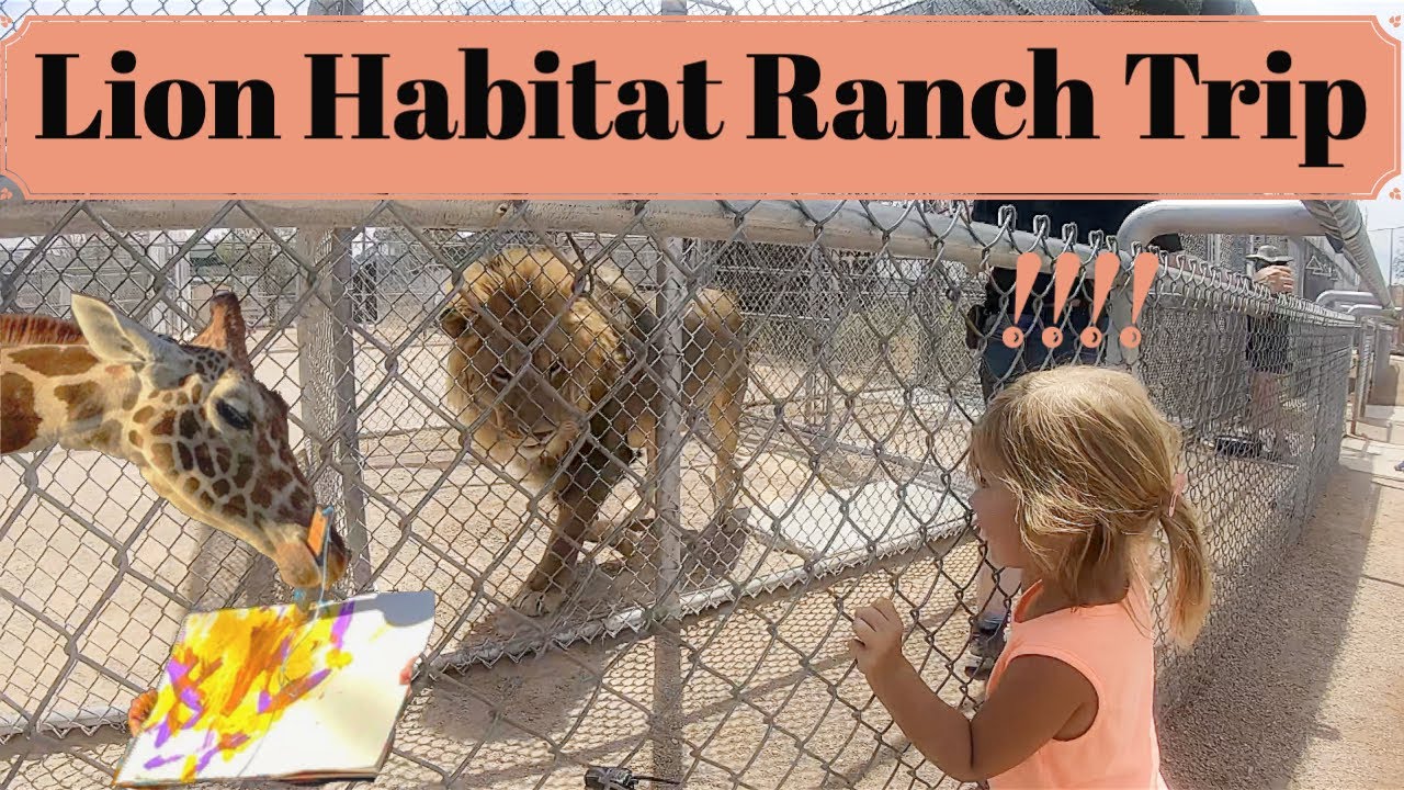 Lion Habitat Ranch Trip! Las Vegas NV - YouTube