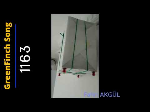 Flurya Kuşu ötümü 1163