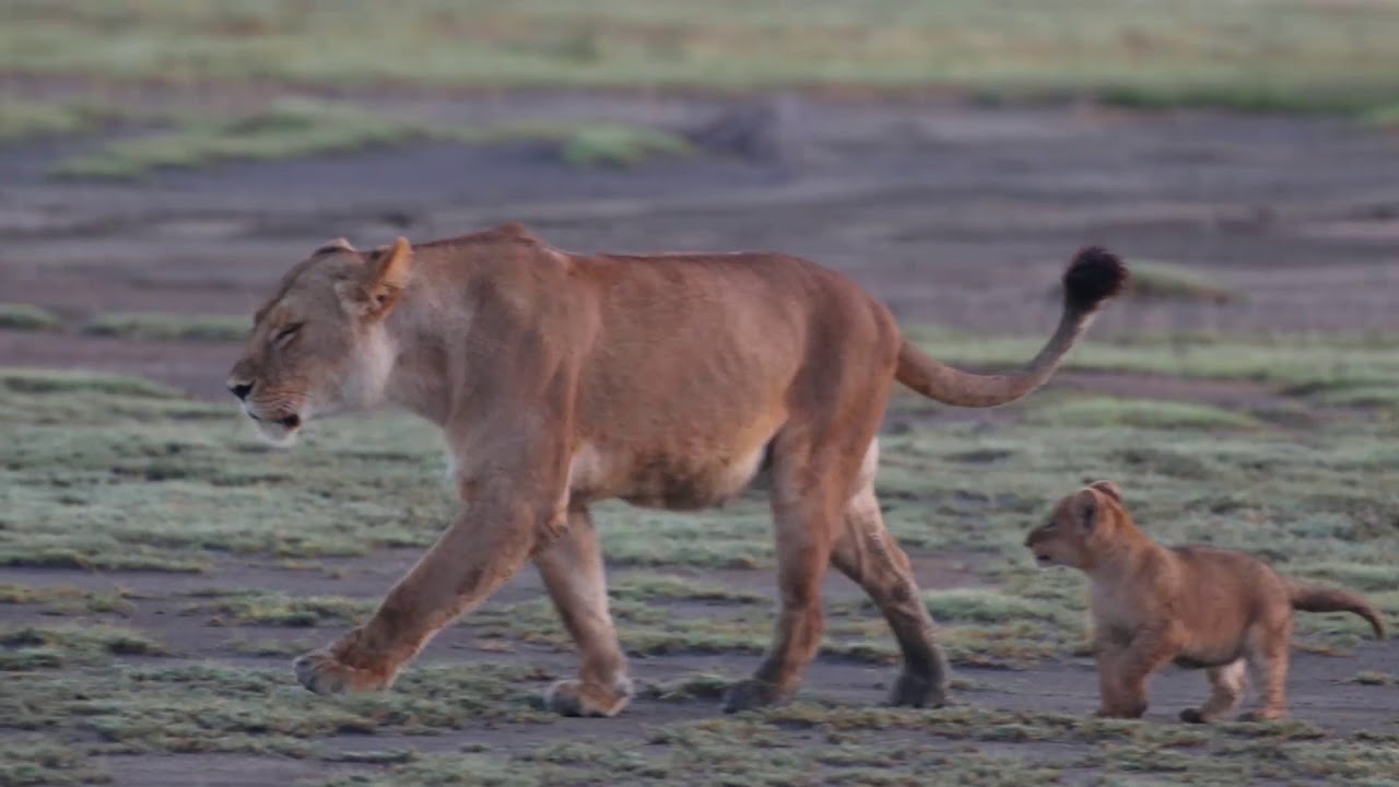Baby Lions and loving momma - YouTube