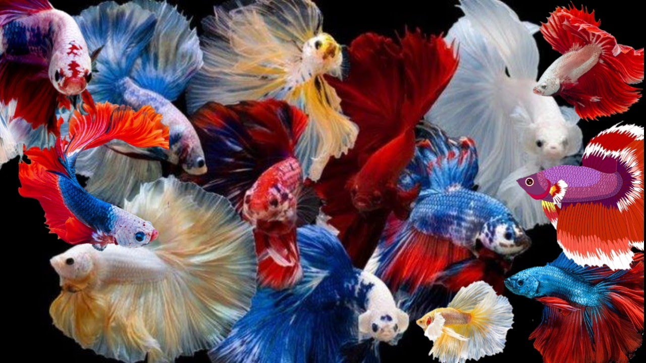 KOLEKSI IKAN HIAS CUPANG CANTIK & BAGUS - Cipuuung Fish - YouTube