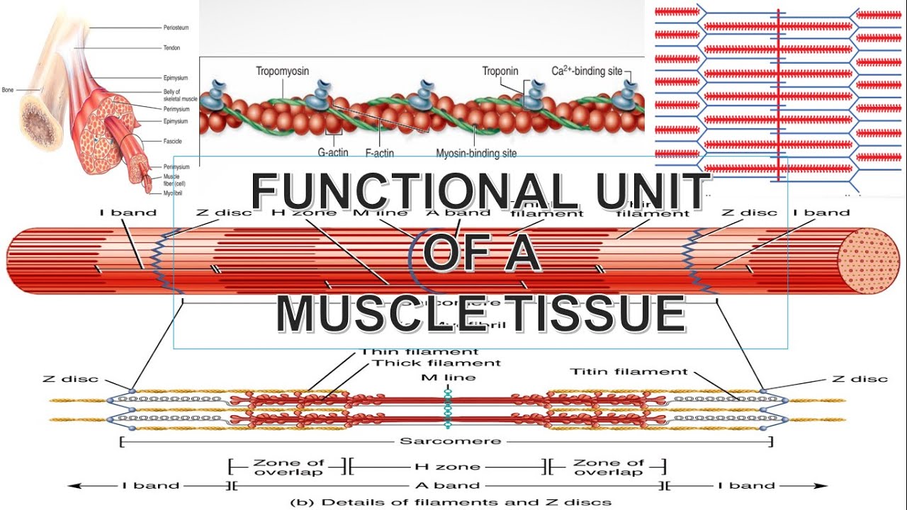 Functional Unit of Muscle cell - Histology - YouTube