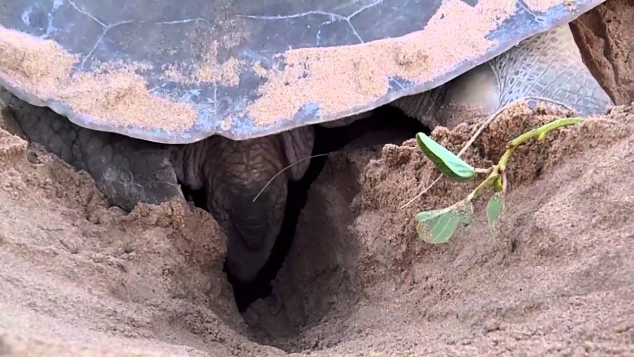 Bare Sand Island N T flat back turtle laying eggs - YouTube