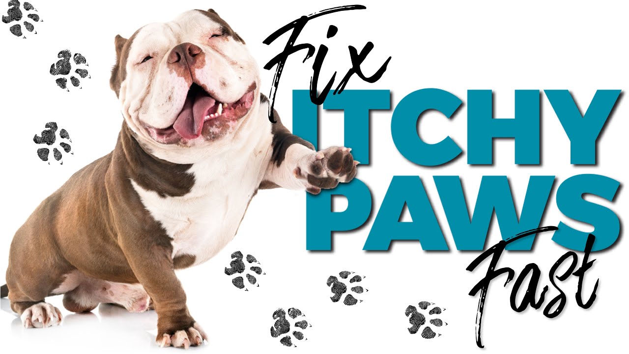 Why does my dog lick his paws? Why it happens and What you can do ...