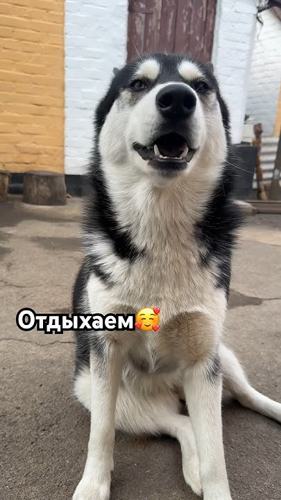 #луна #хаски #husky - YouTube