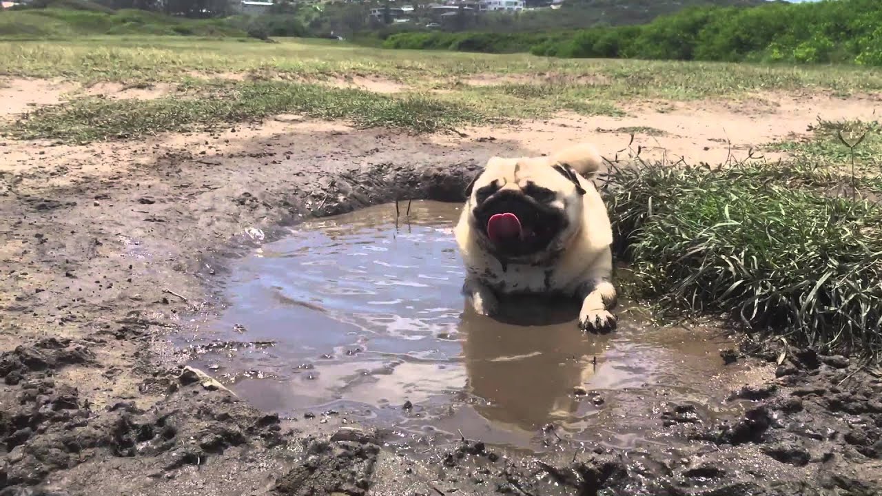 Pug in mud - YouTube