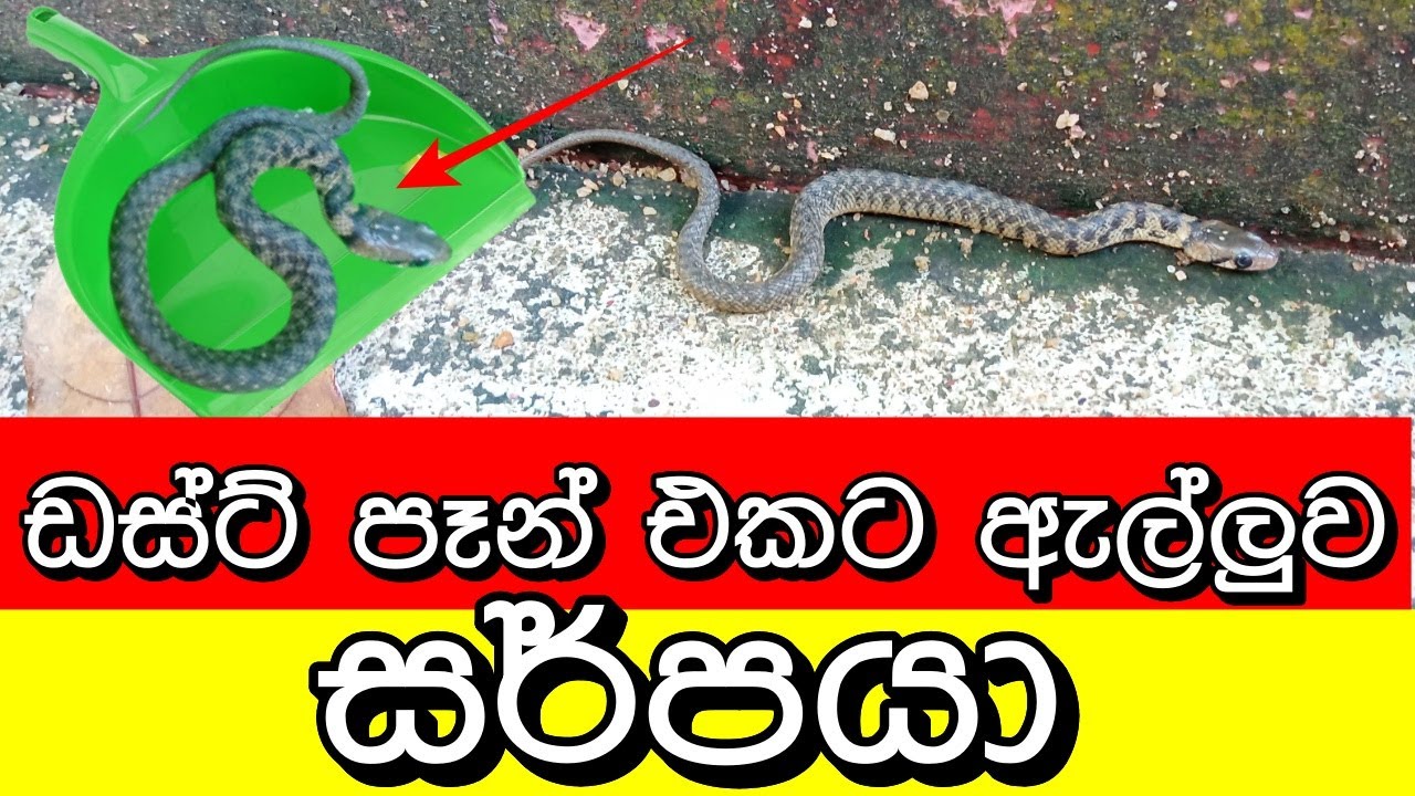 sri lankan snakes | Sarpayo | - YouTube