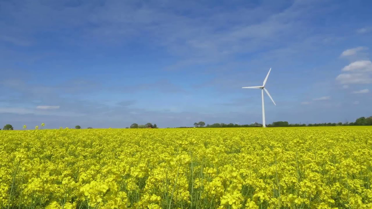 Yellow Fields Denmark - YouTube