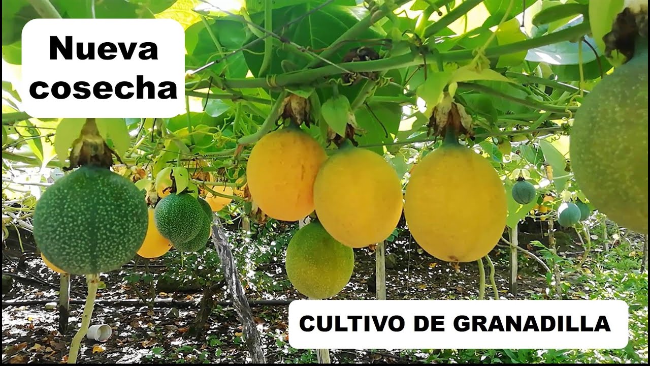 NUEVA COSECHA, CULTIVO DE GRANADILLA - YouTube