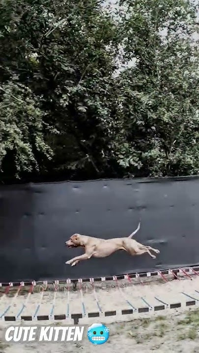 Hilarious Dog Jump Fails - YouTube