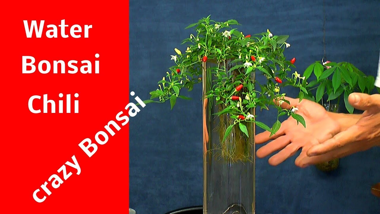 Best Bonsai in the world Chili Bonsai water Bonsai crazy - YouTube