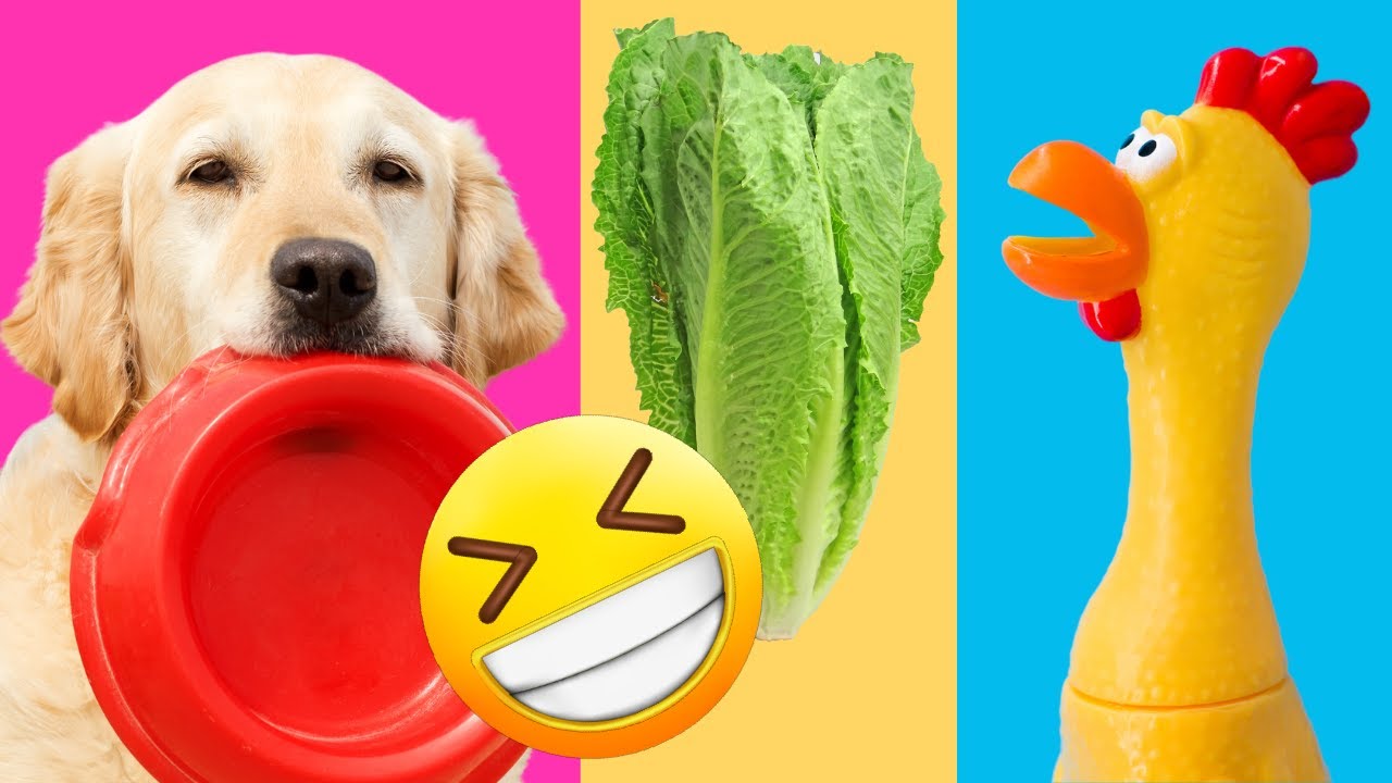 ¡Reír sin parar! 🤣Momentos Chistosos de PERROS DIVERTIDOS. Videos ...