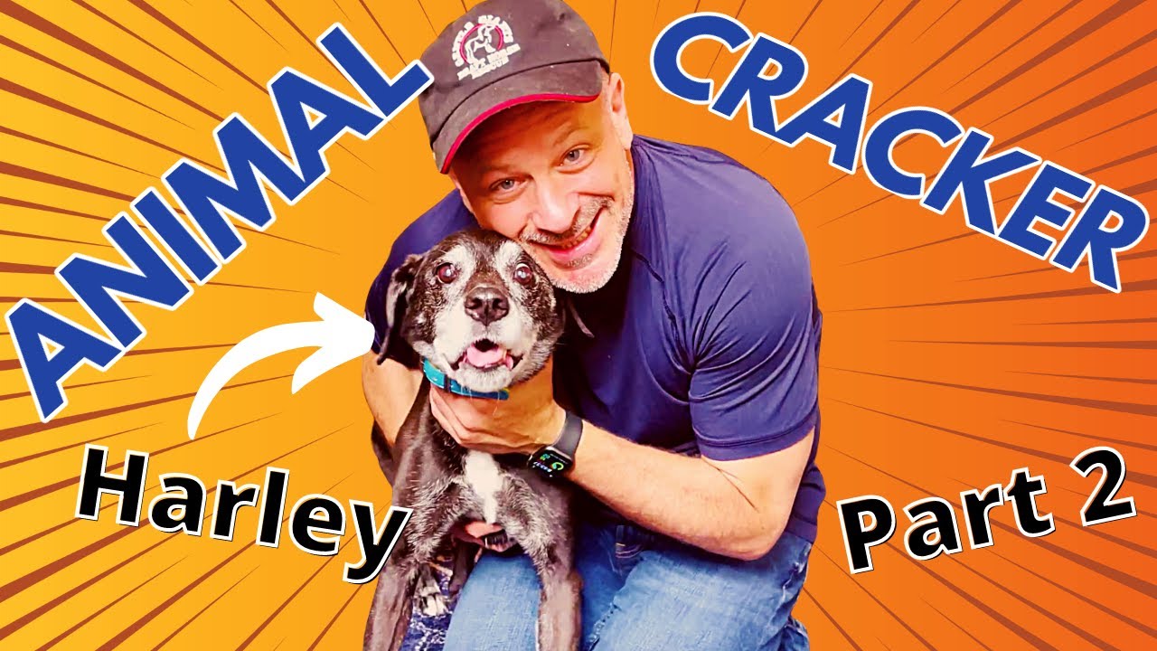 OLD DOG ~ HUNCHED BACK & CAMPED UNDER: STRESS FREE with CHIRO ...