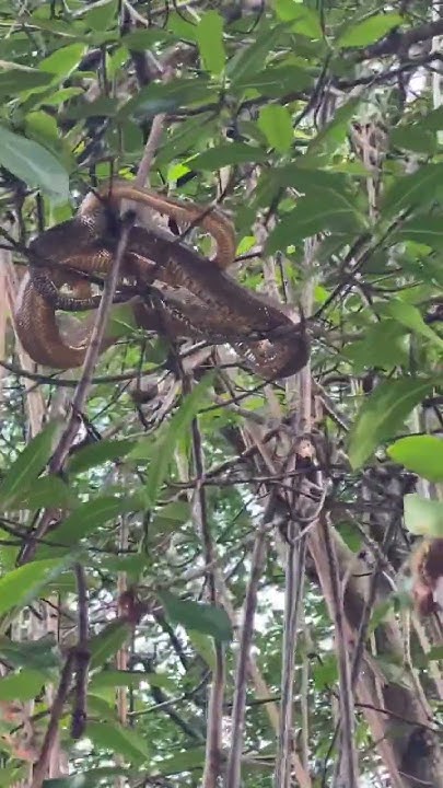 Can you spot the snake? 🐍 - YouTube