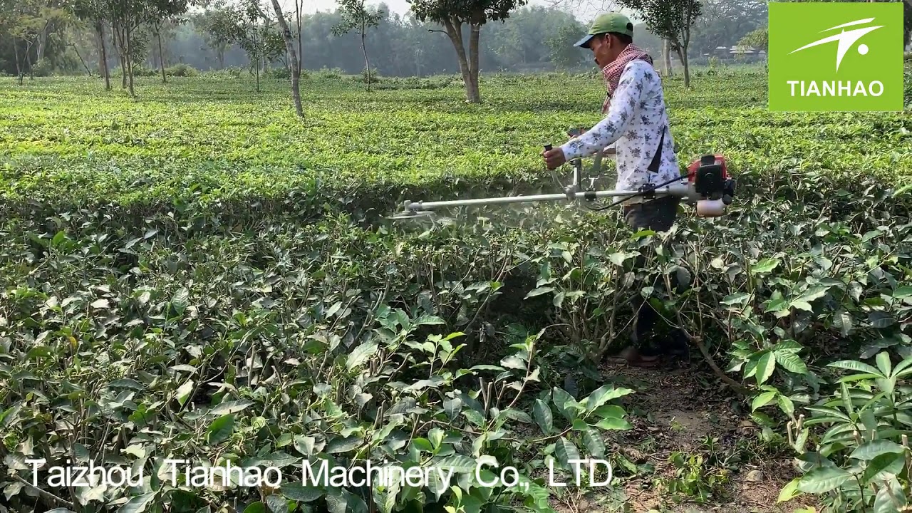Tea pruning machine - YouTube