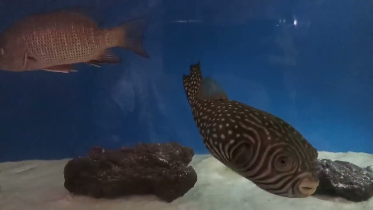 Update Ikan Puffer Fish dan Ikan Mangrove Jack - YouTube