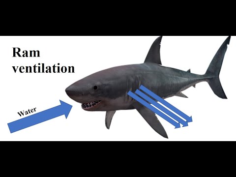 Ram ventilation - YouTube