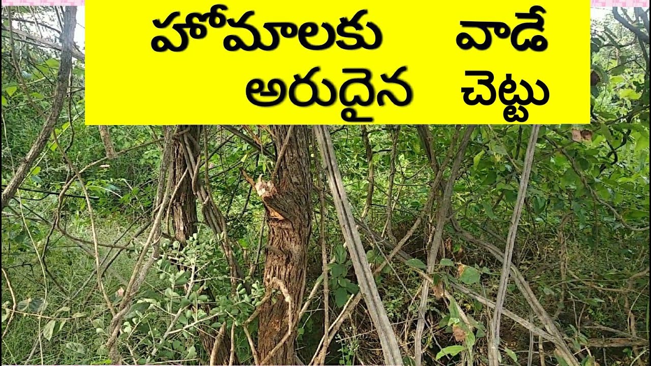 Rare sticks used for homam | please subscribe - YouTube