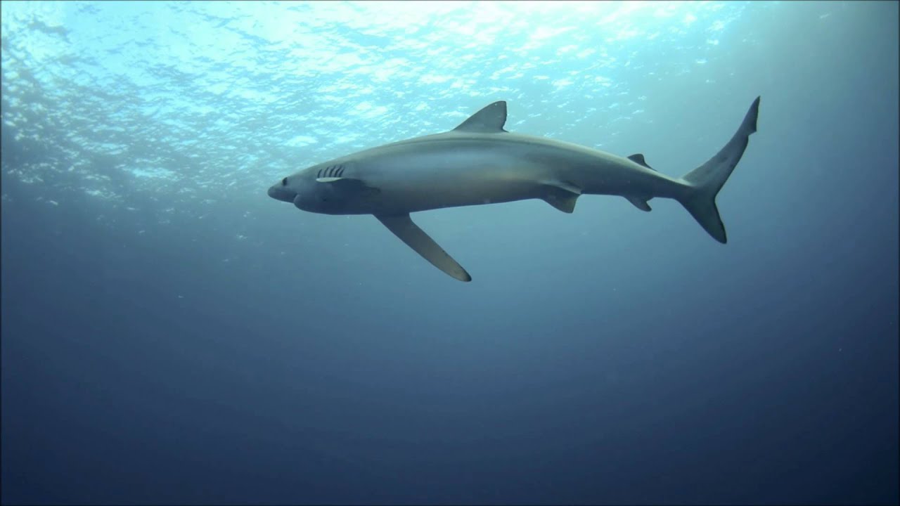 BLUE SHARK DIVE- CAPE TOWN SOUTH AFRICA - YouTube