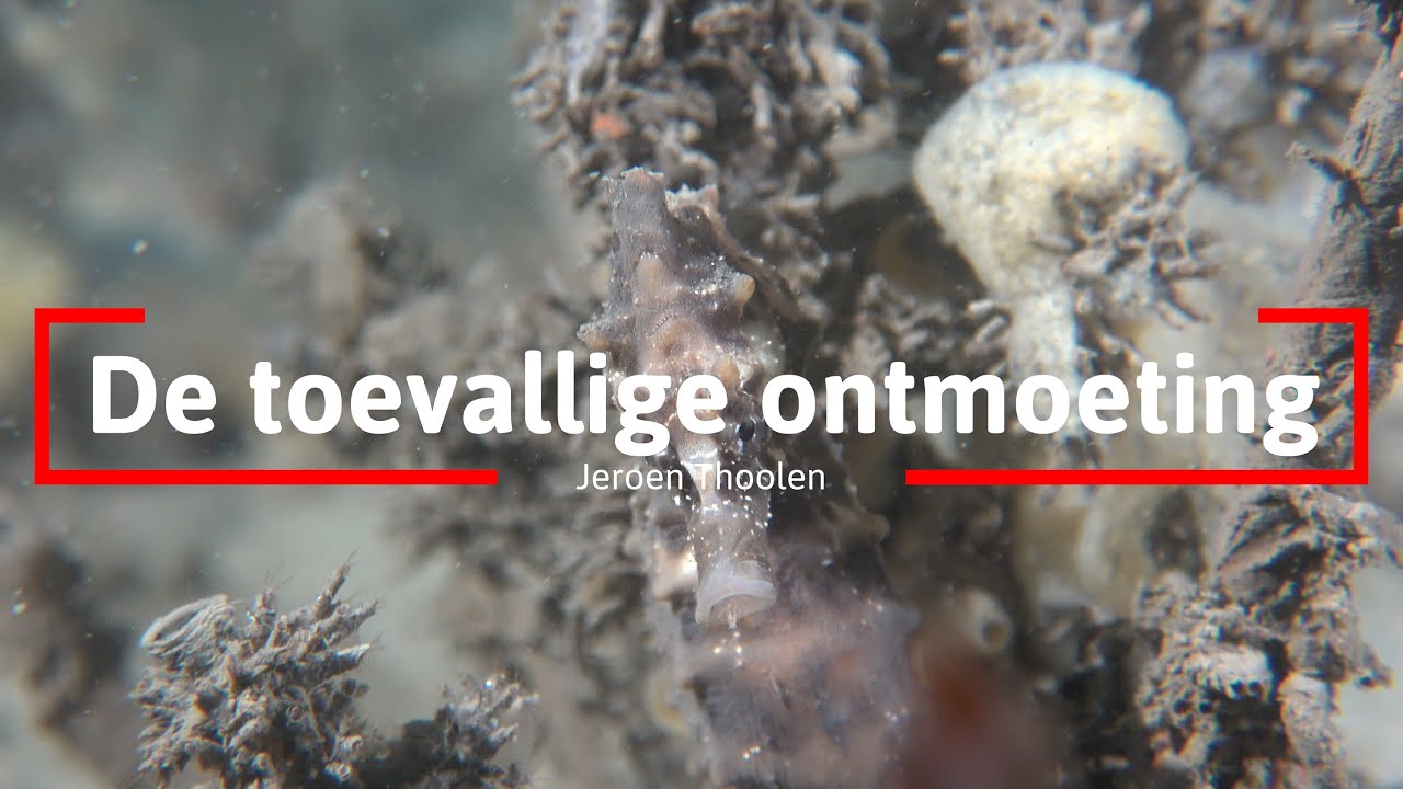De toevallige ontmoeting - YouTube