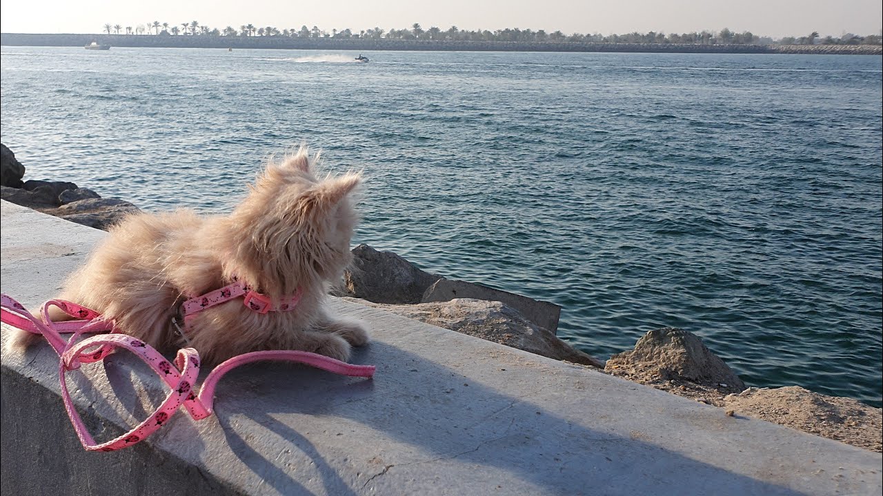 Kitten at the beach 😻see view💖 - YouTube