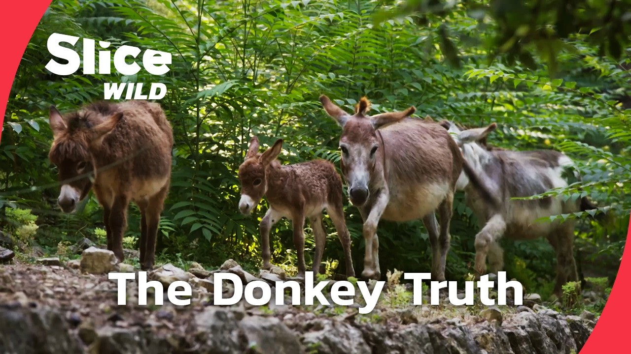 Donkeys: Smarter Than You Think I FULL DOC I SLICE WILD - YouTube