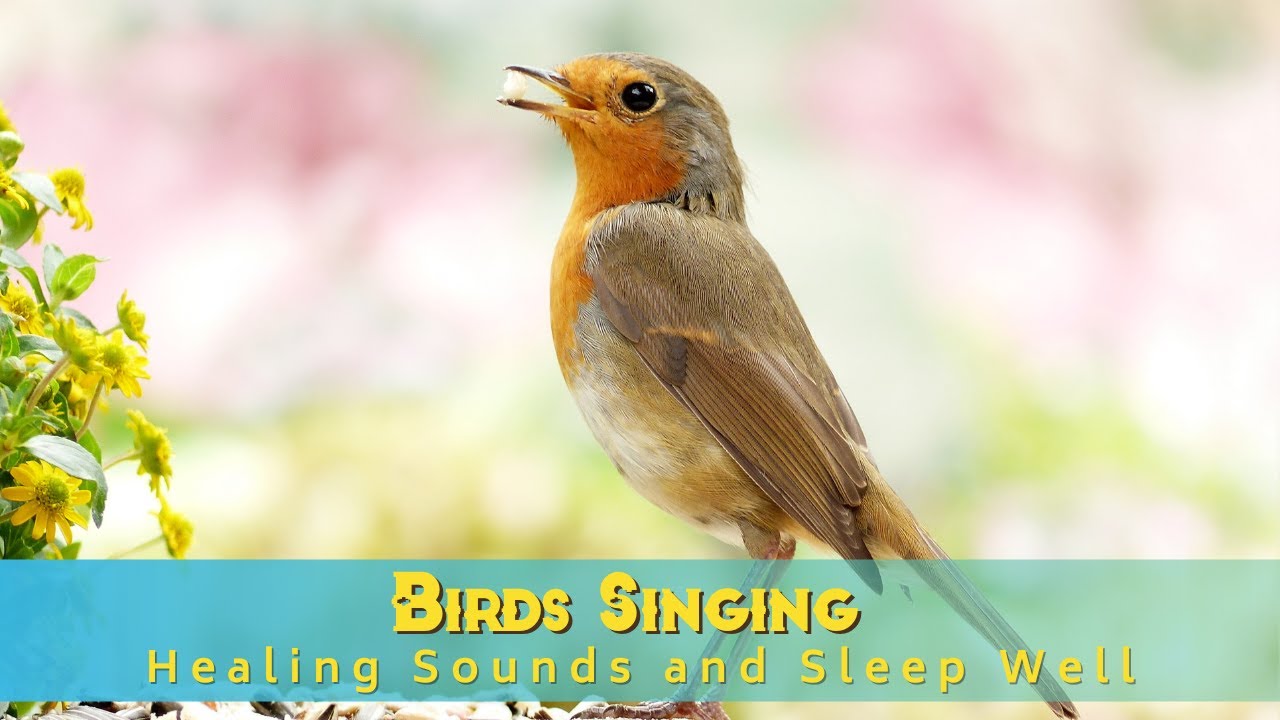 Bird Sounds | Start a Good New Day With The Sound of Chirping Birds ...