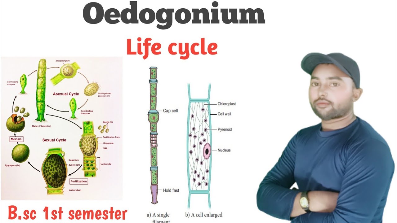 Structure Of Oedogonium With Diagram Chlorophyta