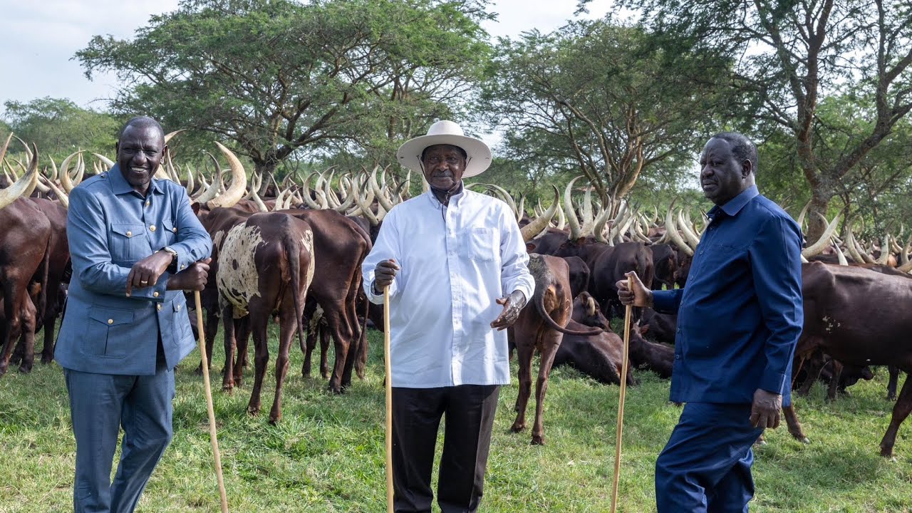 Museveni shows off his large herds of cattle, says he’s a rich man ...
