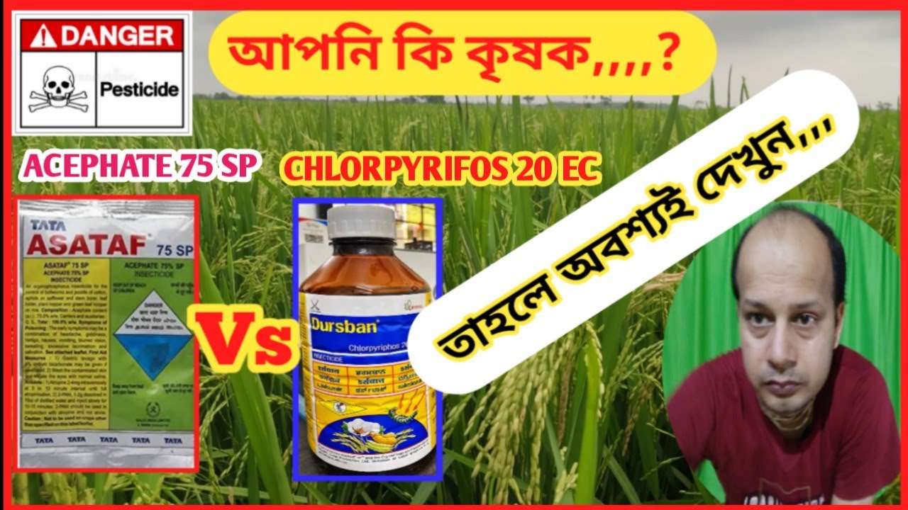 Tata Asataf Vs Crystal Dusrban || Acephate 75 Sp Vs Chlorpyrifos 20 Ec ...