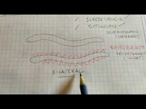 CLASE 11 VERTEBRADOS EXPLOSION CAMBRICO - YouTube