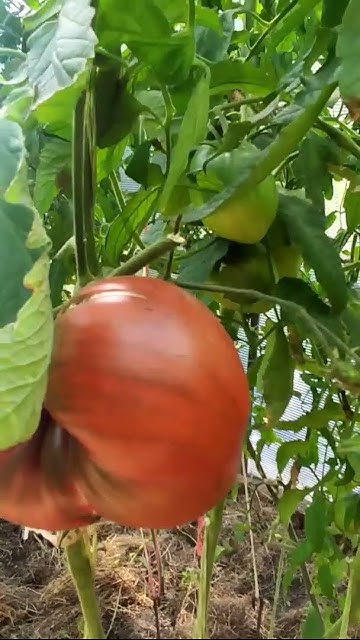 😂🍅🍅🍅 фсё ,самый обычный вкус. Чёрное Сердце Америки сорт #дача #огород ...