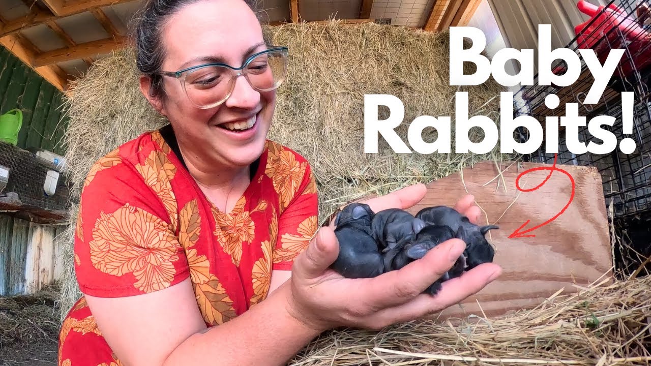 Homestead Life This Week: Goat Meat (Cooking & Packing), Baby Bunnies ...