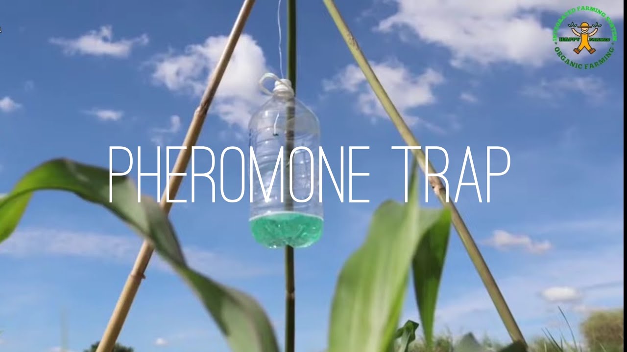Fall armyworm | Pheromone trap | Pest management - YouTube